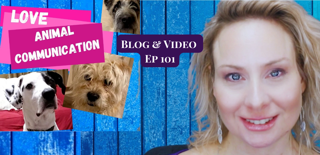 The Ultimate Guide to Understanding If Animals Love Us and Other ...
